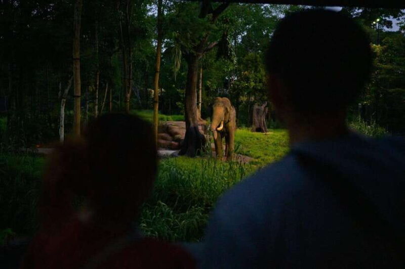 Singapore: Night Safari and Tram Ride Ticket - The Authentic Experience