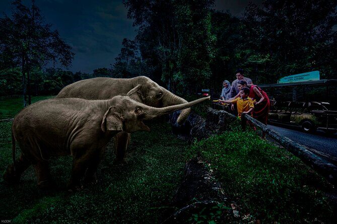Singapore Night Safari Ticket Experience - Key Points