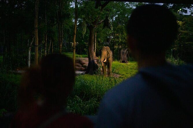 Singapore Night Safari Ticket Experience - What Do Visitors Say?