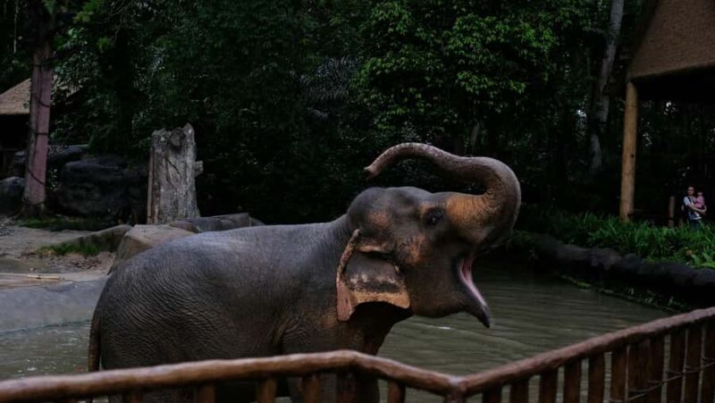 Singapore: Night Safari with Tram Ride and Private Transfer - Introducing the Singapore Night Safari Tour