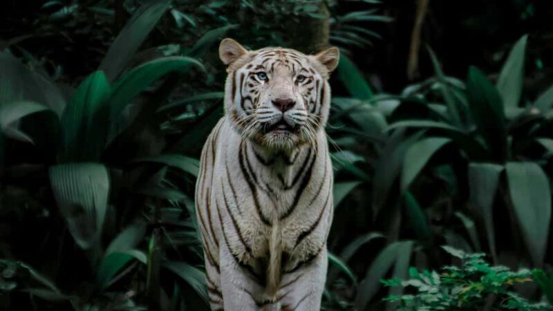 Singapore: Night Safari with Tram Ride and Private Transfer - Evaluating the Cost and Value