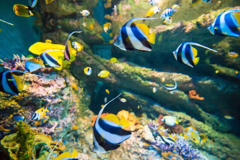 Singapore: Singapore Oceanarium Entrance E-Ticket - The Value of Your Admission