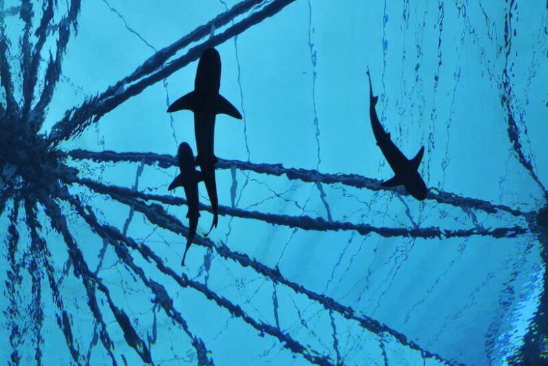 Singapore: Singapore Oceanarium Entrance E-Ticket - Who Should Visit?