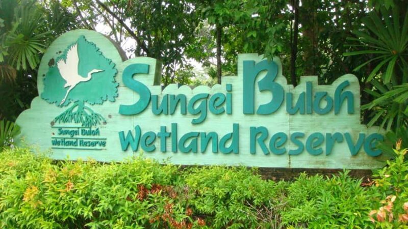 Singapore: Sungei Buloh Wetland Reserve Private Tour - Wildlife and Birdwatching Highlights