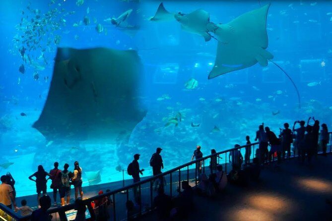 Singapore Universal Studio & S.E.A Aquarium-COMBO One-Day Pass(Shared transfer) - What’s Included and What’s Not