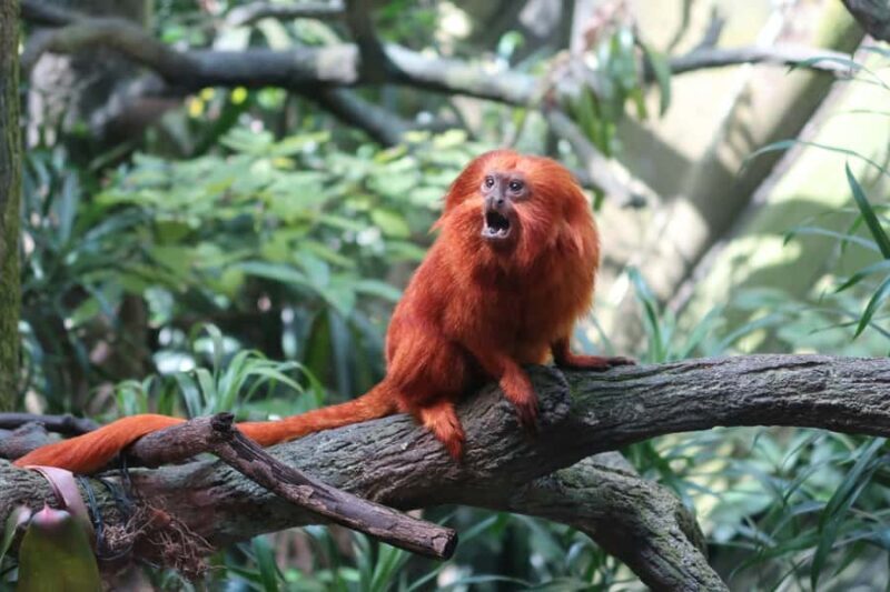 Singapore: Zoo & Night Safari Combos with Hotel Pick & Drop - Who Should Consider This Tour?