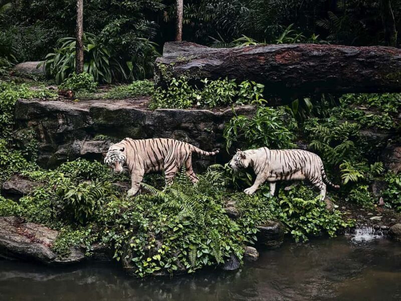 Singapore: Zoo & Night Safari Combos with Hotel Pick & Drop - FAQ