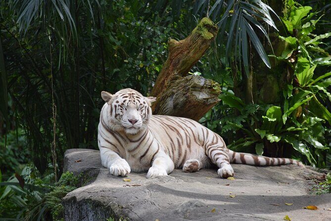 Singapore Zoo & Night Safari Day ( Tickets & Transfer ) - An Overview of What the Tour Offers