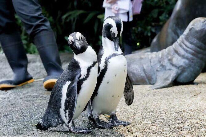 Singapore Zoo with Tram Ride Experience for Tourist - Who Should Consider This Tour?