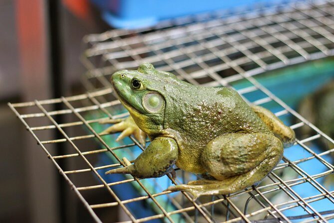 Singapore's Chinatown "Off The Beaten Track" Foodie Tour - Final Thoughts