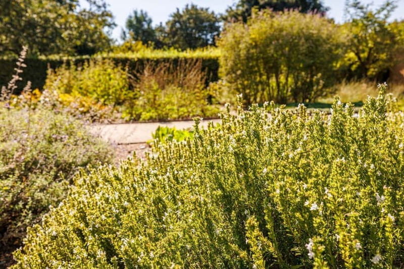 Singing: Guided herb tour "Wild herbs on the banks of the Aa" - The Value of a 1.5-Hour Wild Herb Walk