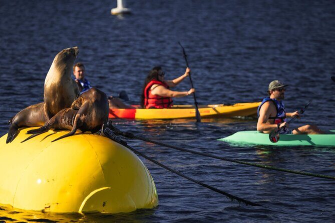 Single Kayak Rental in Mission Bay - What You Can Expect from the Mission Bay Kayak Rental
