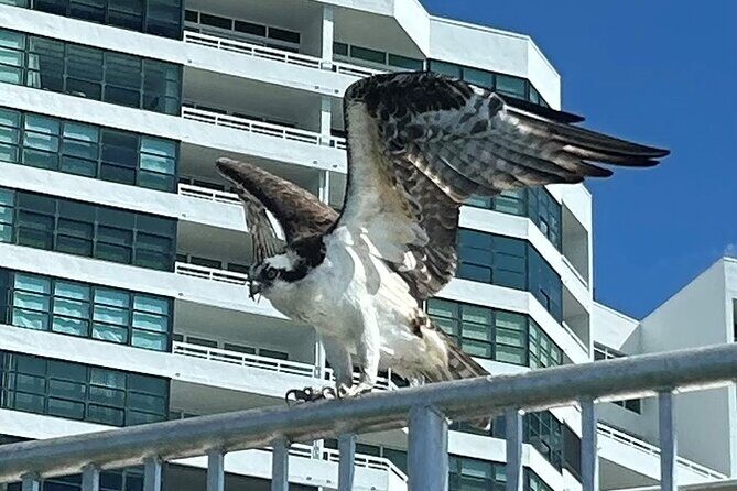 Single Kayak Rentals at The Bay - Exploring Sarasota’s Waterfront from the Water