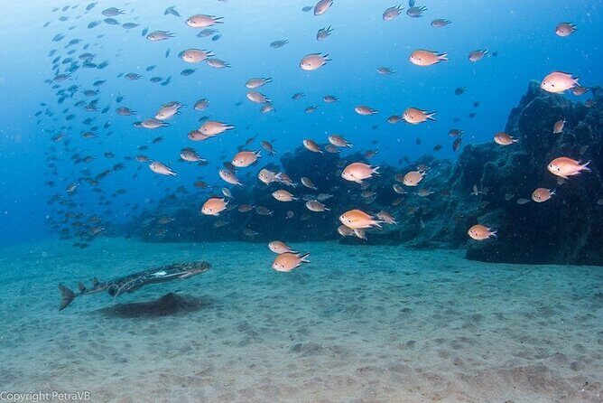 Single Scuba Try-Dive in Puerto del Carmen - small groups - 2 hours - Getting Started: Logistics and Meeting Point
