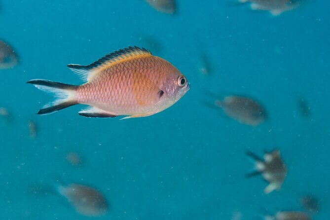 Single Scuba Try-Dive in Puerto del Carmen - small groups - 2 hours - Focus on Safety and Comfort