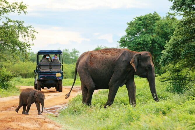 Sinharaja Rain Forest and Tea Factory Day Tour - FAQ
