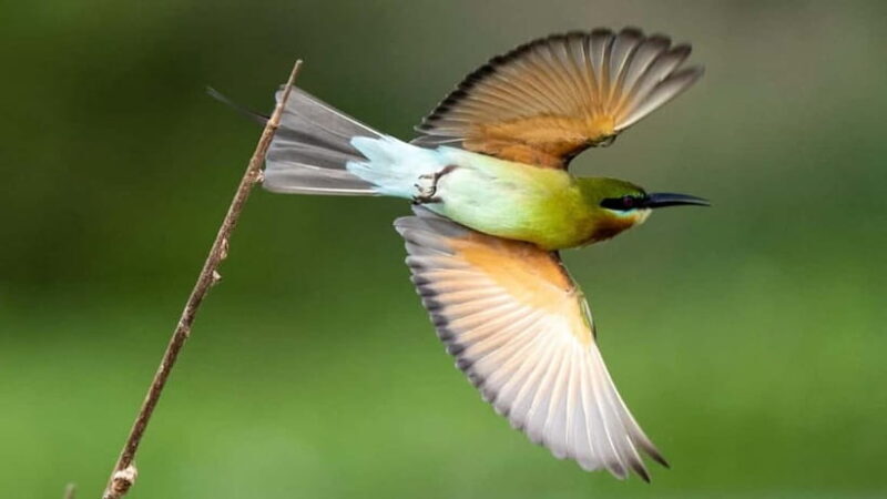 Sinharaja Rain forest Birdwatching Tour (Pickup Includes) - Exploring Sinharaja: A Forest that Feels Like an Adventure