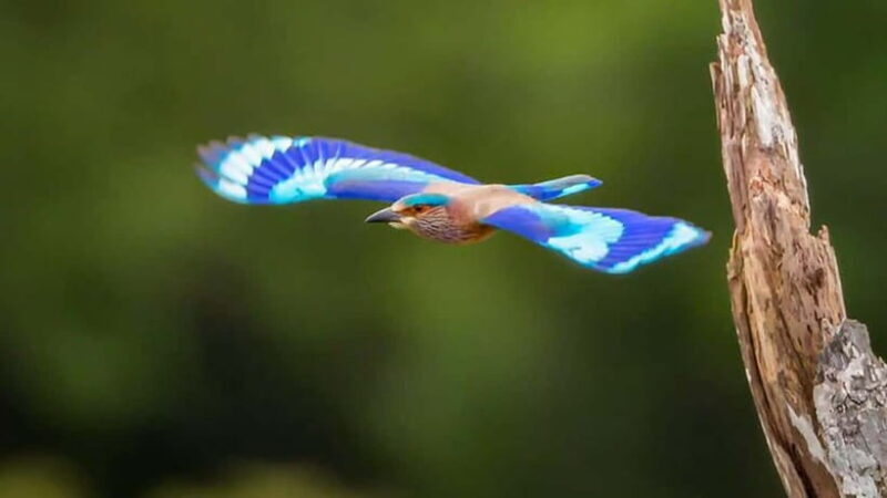 Sinharaja Rain forest Birdwatching Tour (Pickup Includes) - FAQs