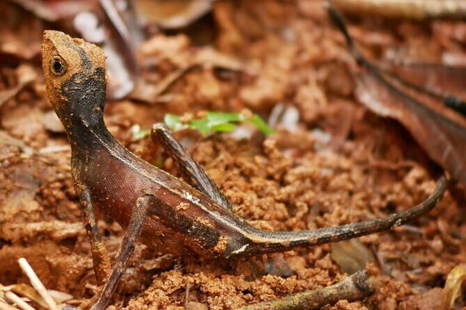 Sinharaja Rain Forest Day Tour From Colombo - Key Points