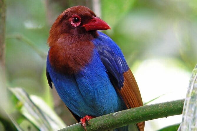 Sinharaja Rain Forest Day Tour From Colombo - Introduction: What to Expect from the Sinharaja Rain Forest Day Tour