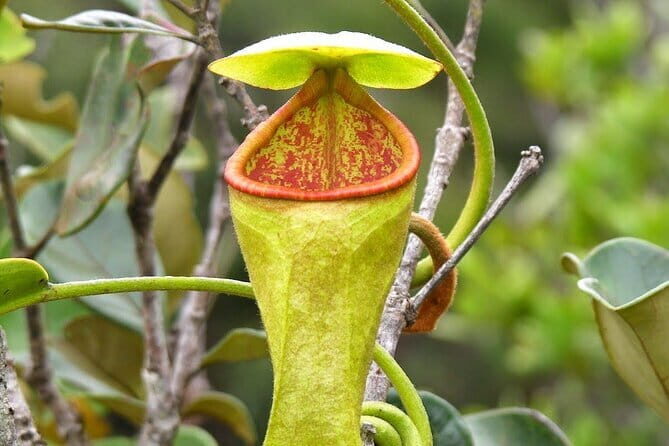 Sinharaja Rain Forest Day Tour From Colombo - The Itinerary: A Step-by-Step Journey into Sri Lanka’s Tropical Heart