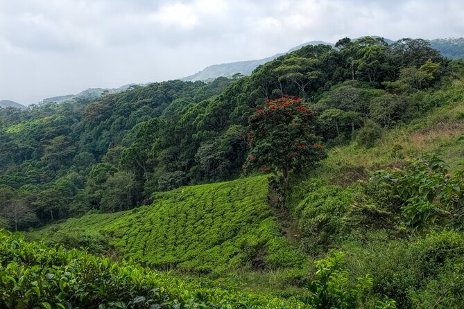 Sinharaja Rain Forest Guided Day Tour - Who This Tour Is Best For