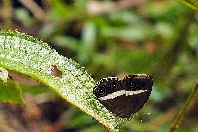 Sinharaja Rain Forest Guided Day Tour From Colombo and Negombo - An In-Depth Look at the Sinharaja Rain Forest Guided Day Tour