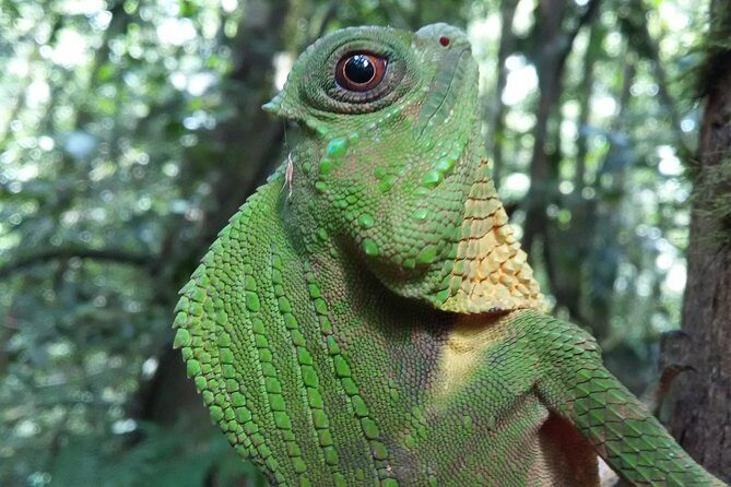 Sinharaja Rain Forest One Day - Discovering Sri Lanka’s Hidden Jungle on a Private Day Trip