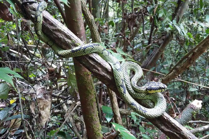 Sinharaja Rain Forest One Day - Practical Tips for Your Day