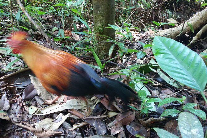 Sinharaja Rain Forest One Day - Who Should Book This Tour?