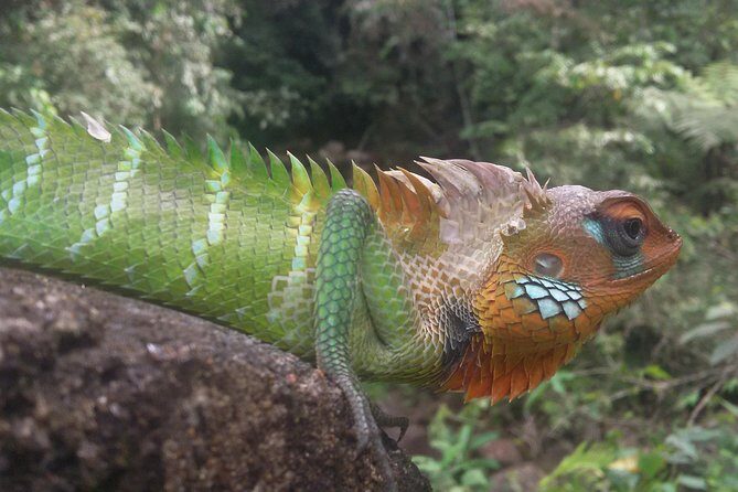 Sinharaja Rain Forest One Day - FAQs