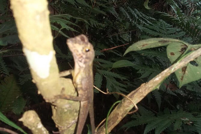 Sinharaja Rain Forest One Day tour - The Sum Up