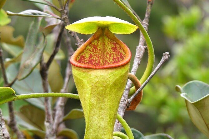 Sinharaja Rain Forest Tour from Bentota - The Journey Begins: From Bentota to Sinharaja