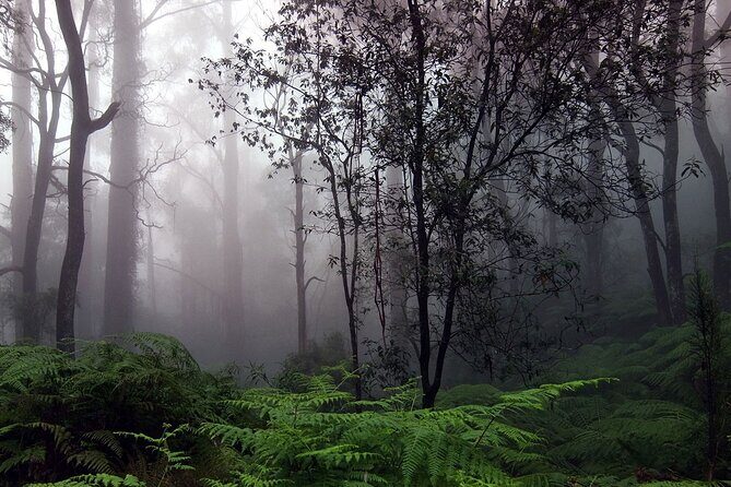 Sinharaja Rain Forest Tour from Bentota - Analyzing the Value and Who It Suits