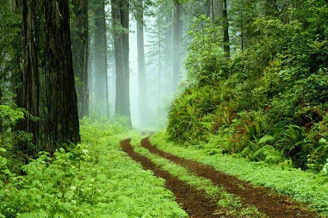 Sinharaja Rain Forest Tour from Bentota - Conclusions: Who Will Love This Tour?