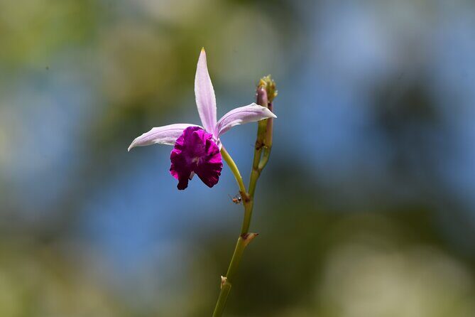 Sinharaja Rain Forest Tour from Colombo - Key Points