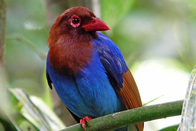 Sinharaja Rain Forest Tour from Colombo - Setting the Scene: What to Expect on the Tour