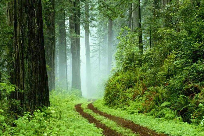 Sinharaja Rain Forest Tour from Colombo - FAQ