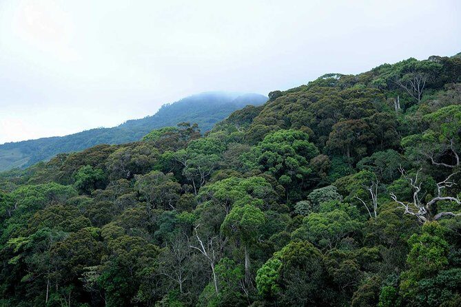 Sinharaja Rain Forest Tour from Tangalle - Who Should Consider This Tour?