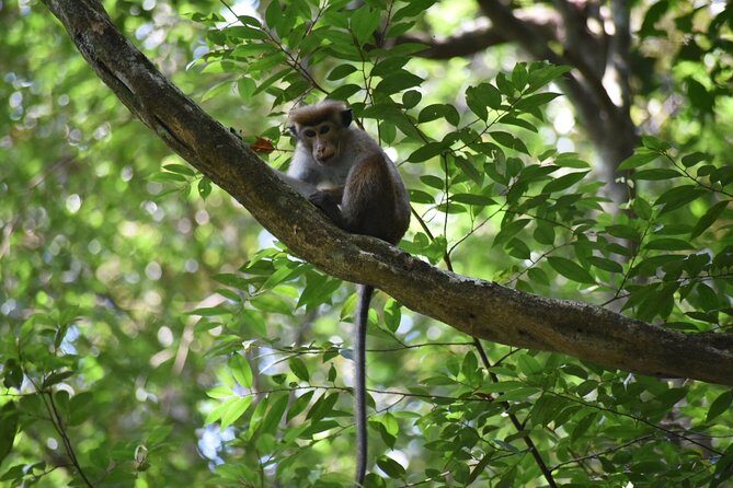 Sinharaja Rain Forest Tours (Full Day) - Key Points