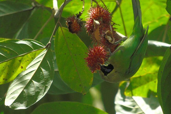 Sinharaja Rain Forest Tours (Full Day) - The Cost and Value: Is It Worth It?