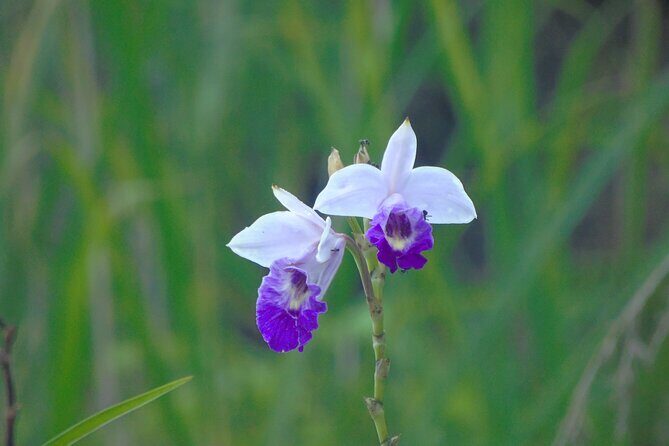 Sinharaja Rain Forest Tours (Full Day) - Final Thoughts: Who Should Consider This Tour?