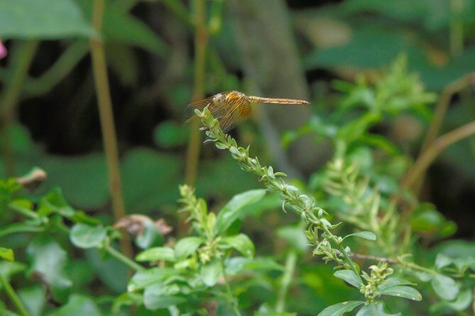 Sinharaja Rain Forest Tours (Full Day) - FAQs about the Sinharaja Rain Forest Tour