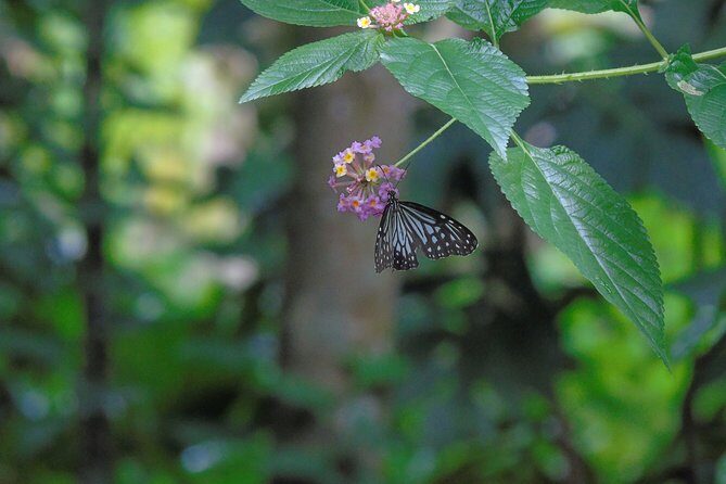 Sinharaja Rain Forest Tours (Full Day) - Final Words