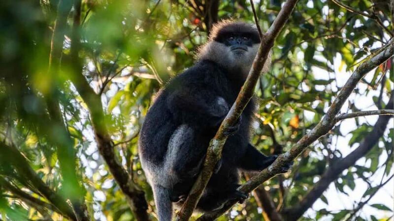 Sinharaja Rain Forest (UNESCO) & Eco 3-Day Tour with Hotel - A Closer Look at the 3-Day Itinerary