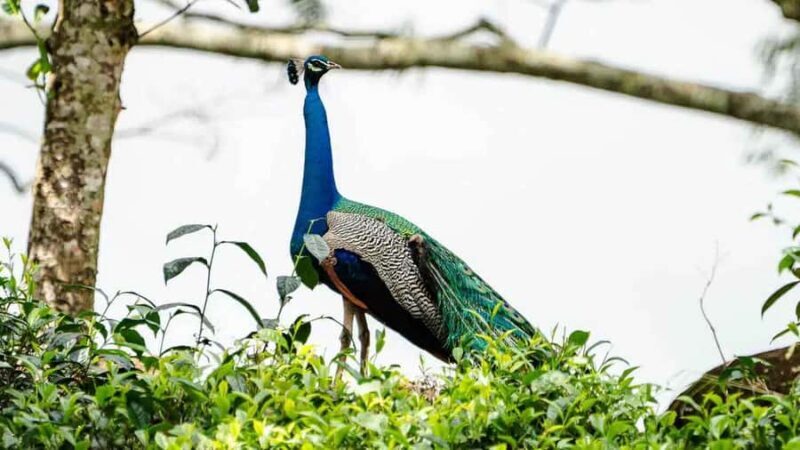 Sinharaja Rain Forest (UNESCO) & Eco 3-Day Tour with Hotel - The Experience in Detail