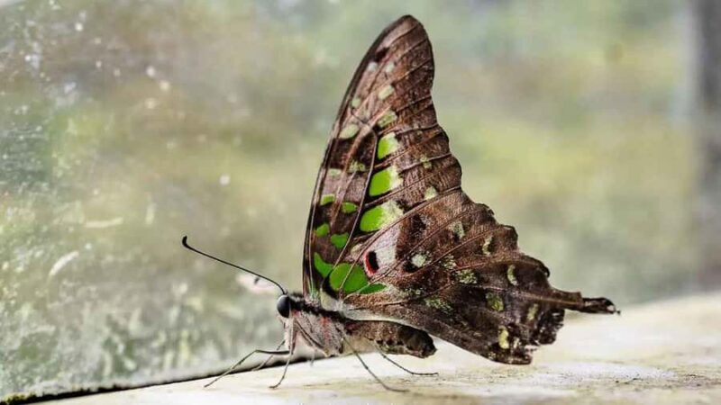 Sinharaja Rain Forest (UNESCO) & Eco 3-Day Tour with Hotel - Final Thoughts