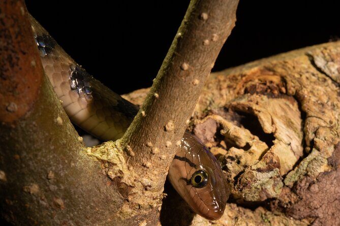 Sinharaja Rainforest Day Tour By Rainforest Expedition - Concluding Thoughts: Who Will Love This Tour?