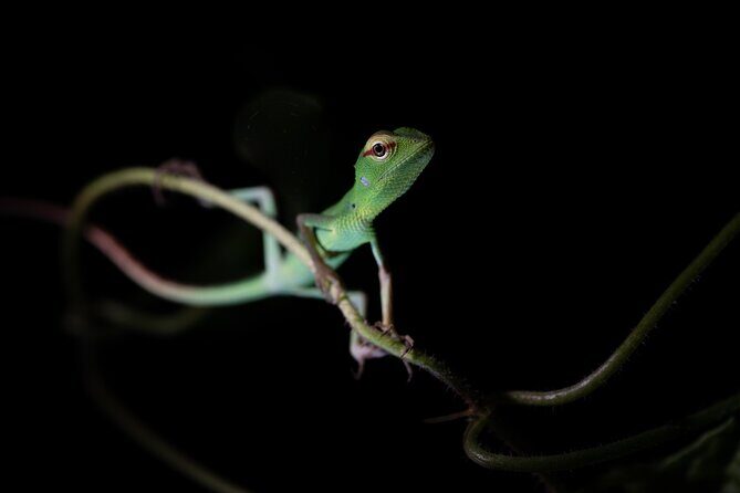 Sinharaja Rainforest Day Tour By Rainforest Expedition - FAQ