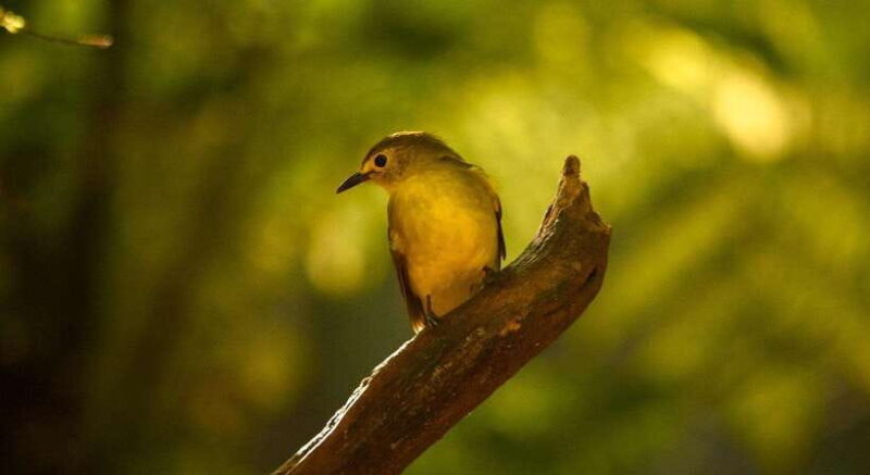 Sinharaja Rainforest: Day Trip From Galle or Bentota - Exploring the Itinerary in Depth